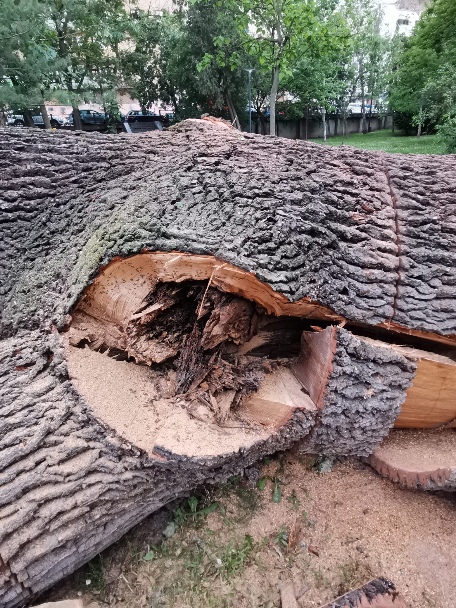 Primăria spune că stejarul tăiat era „torsionat și prezenta stare de ...
