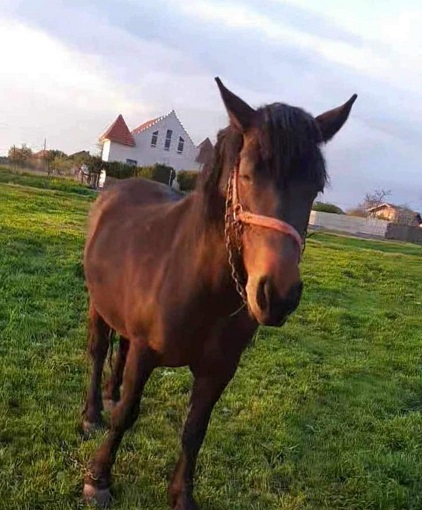 Iapă furată cu tot cu căruță, în satul Cruceni, comuna Șagu - Glasul ...