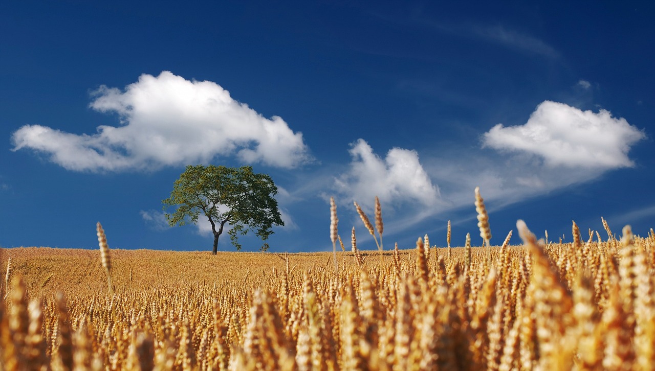 România, în top 5 cei mari producători de cereale din UE - Glasul Aradului