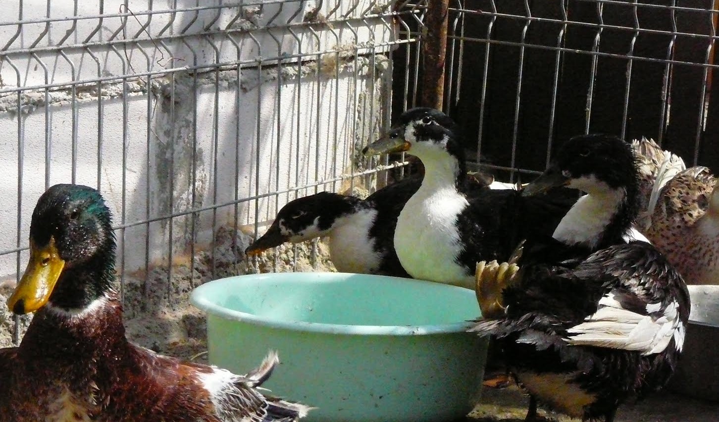 Măsuri de prevenție în Dorobanți din cauza unui focar de gripă aviară ...