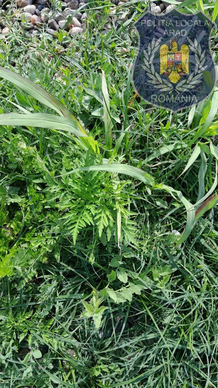 Somații pentru arădenii care au terenuri pe care crește ambrozia ...