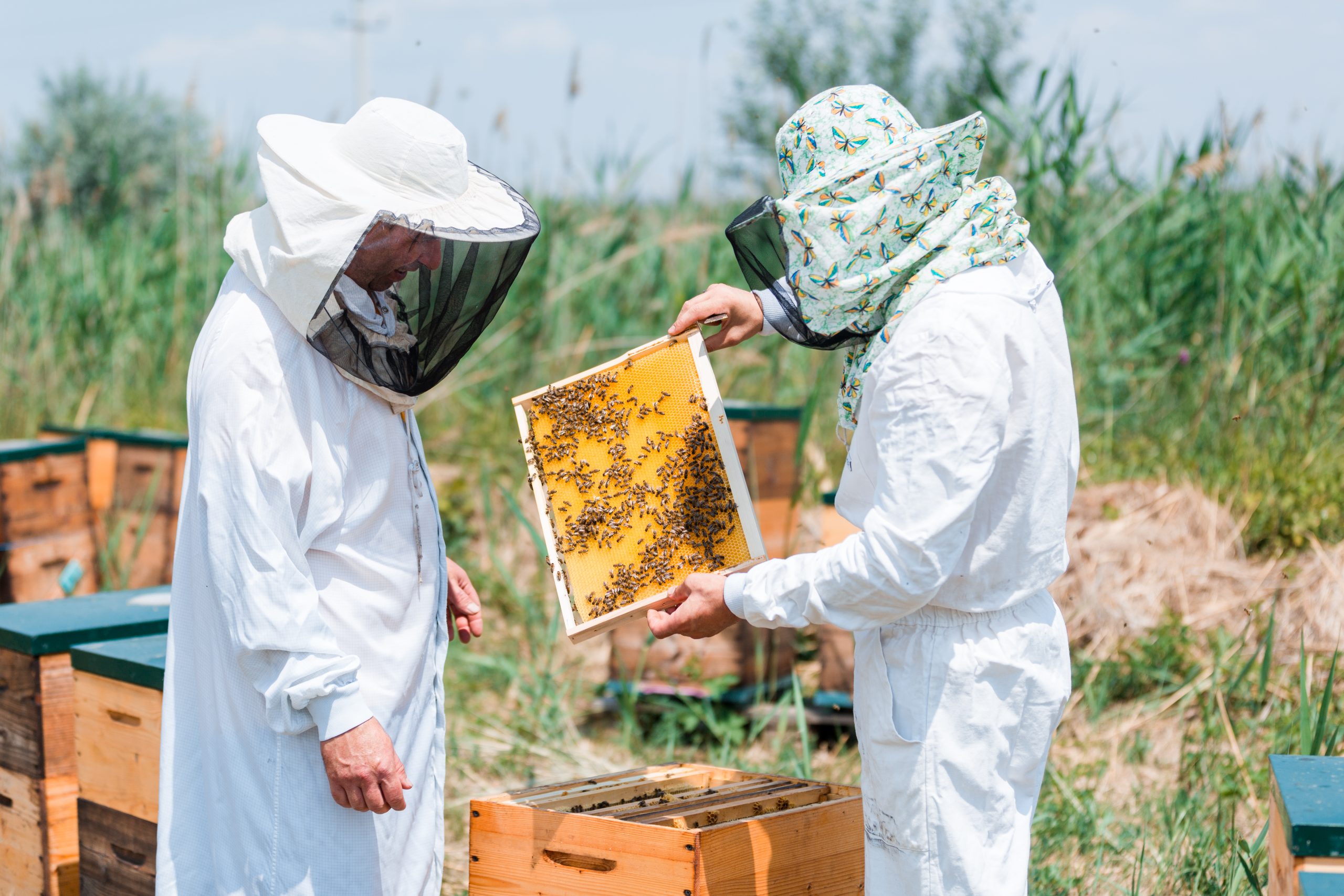 Apicultorii, așteptați să depună Cereri de plată pentru intervenţiile ...