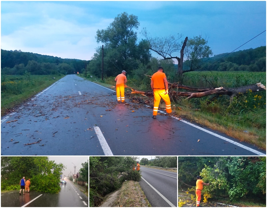 Furtuna a doborât mai mulți copaci pe drumurile din județ (foto ...
