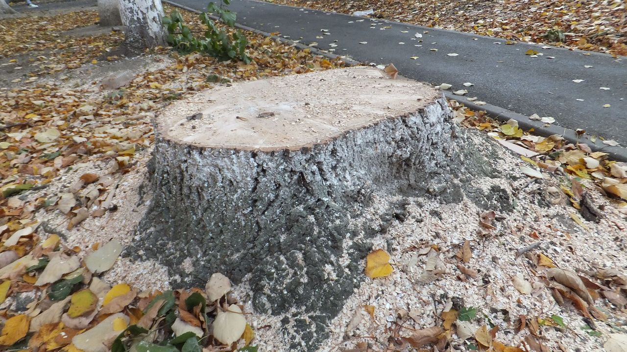 Locuitorii din zona Podgoria s-au trezit cu copacii din fața blocului ...