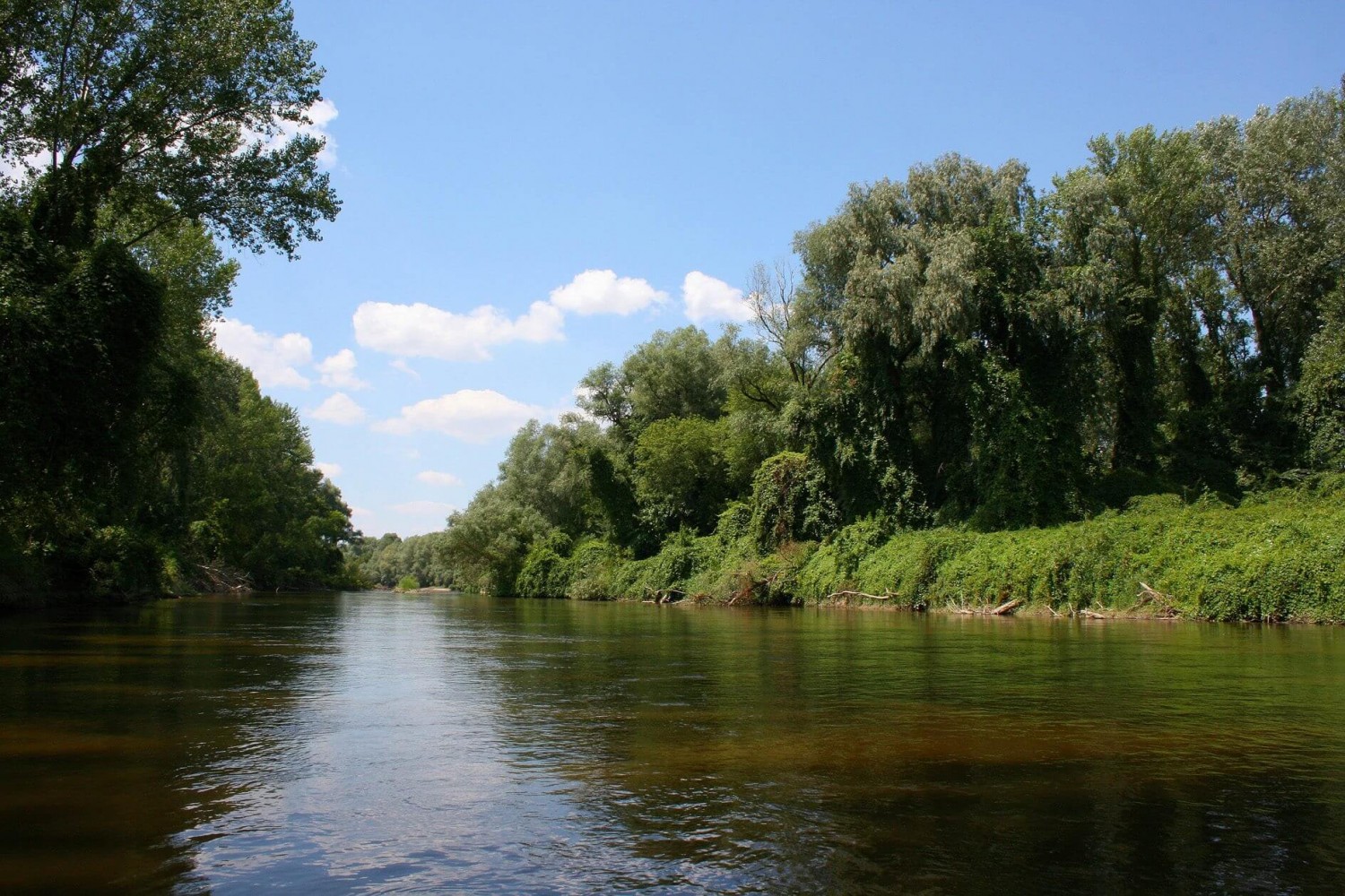 Parcul Natural Lunca Mureșului, o minune biologică a Aradului - Glasul ...