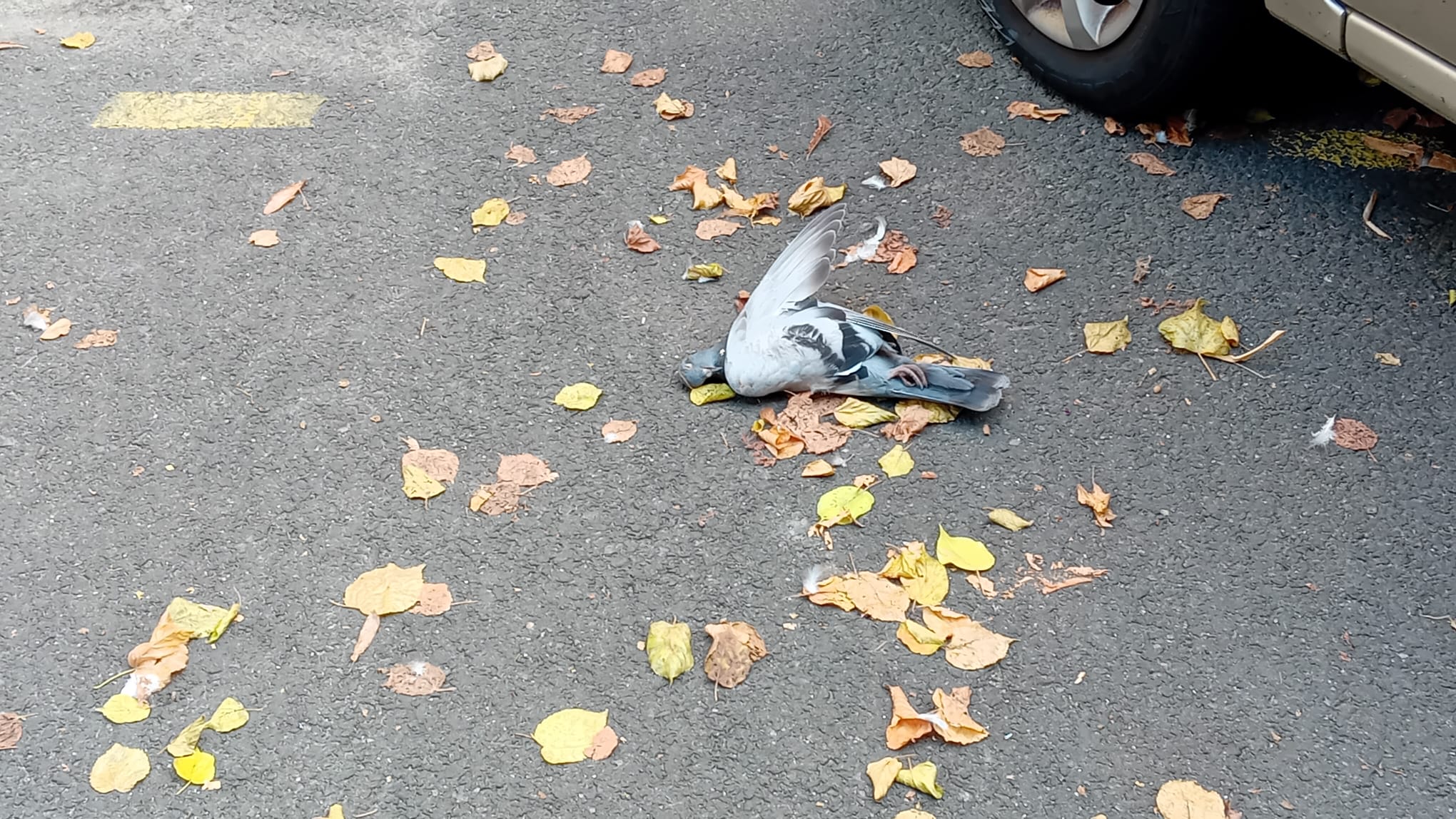 Pro porumbei și contra porumbei. Cele două tabere care decid soarta ...